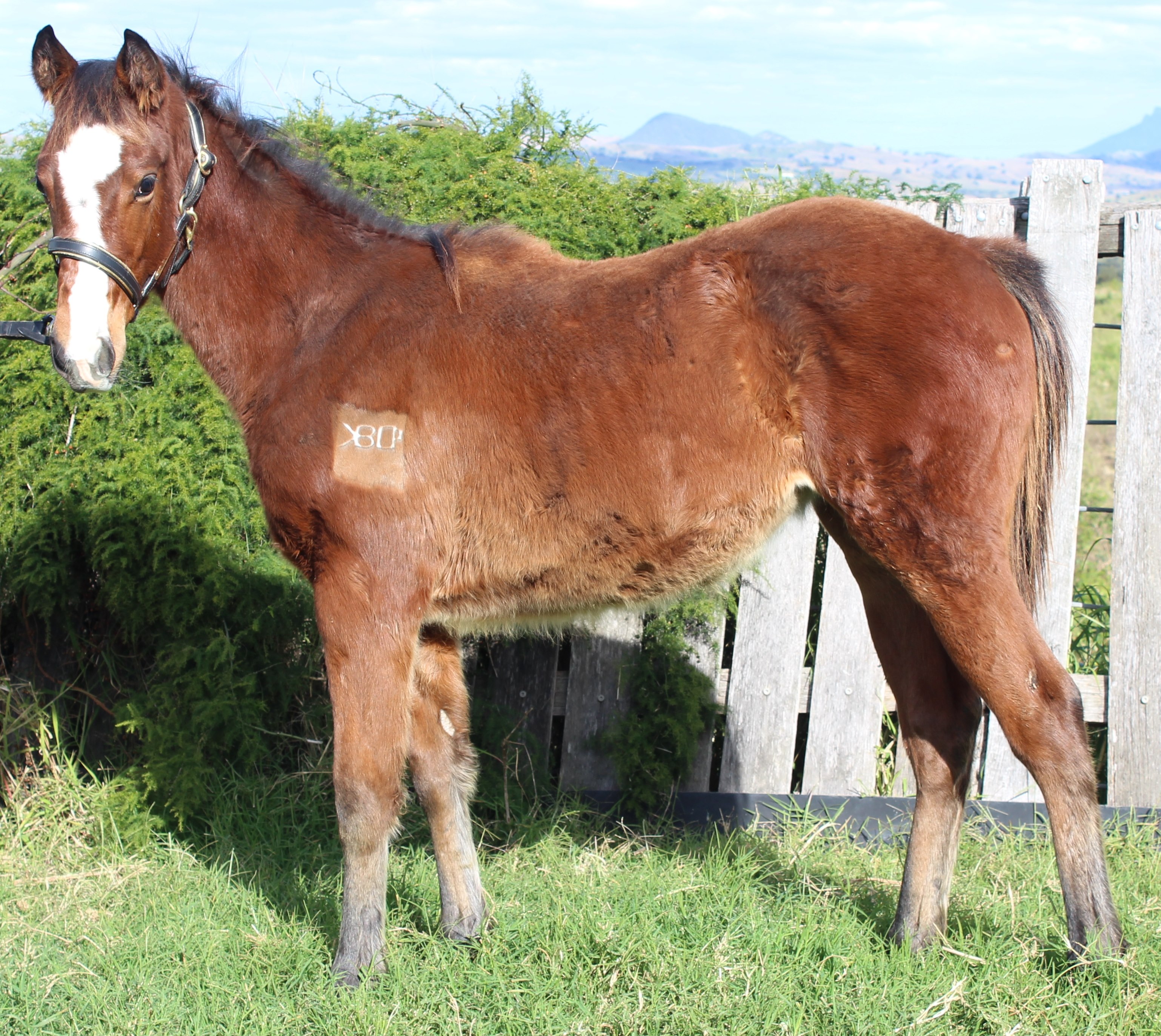 Online Thoroughbred Auction | Bloodstockauction.com