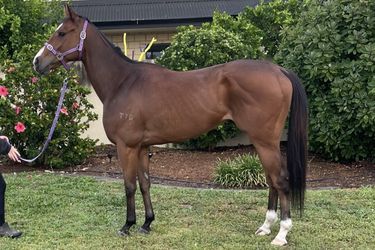 Online Thoroughbred Auction | Bloodstockauction.com