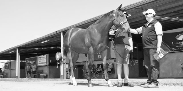 Online Thoroughbred Auction | Bloodstockauction.com